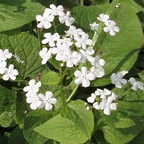 white brunnera