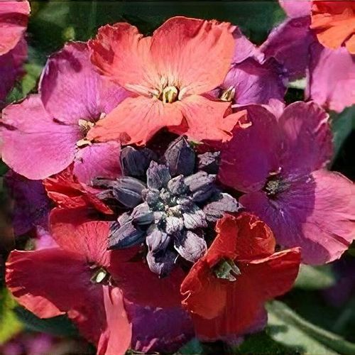 red erysimum