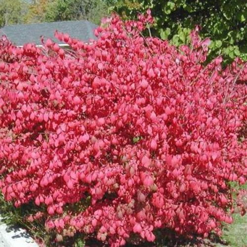 euonymus alatus compactus problems