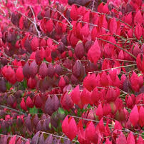 euonymus alatus compactus problems