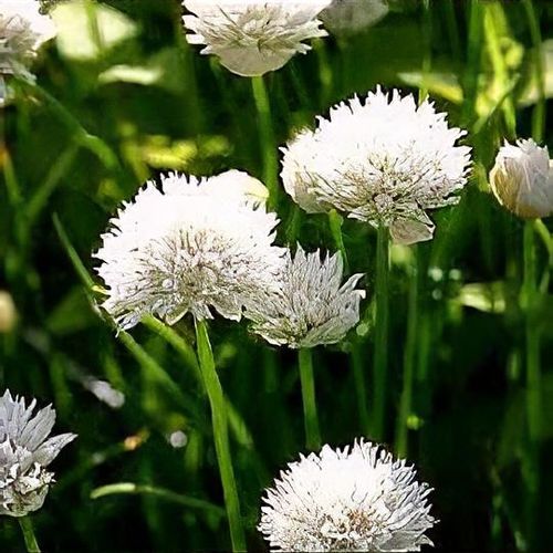 white alliums