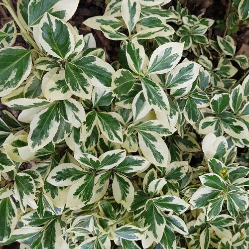 euonymus silver queen