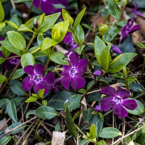 vinca minor purpurea