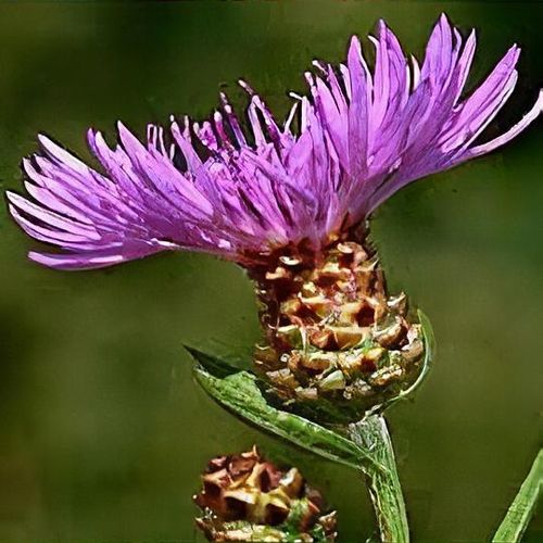 centaurea jacea