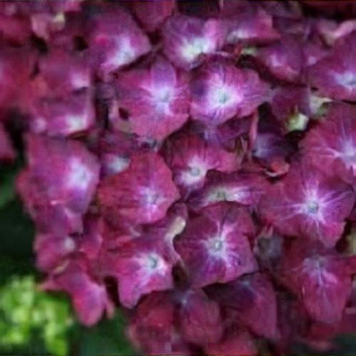 hydrangea hot red