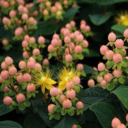 hypericum inodorum uk