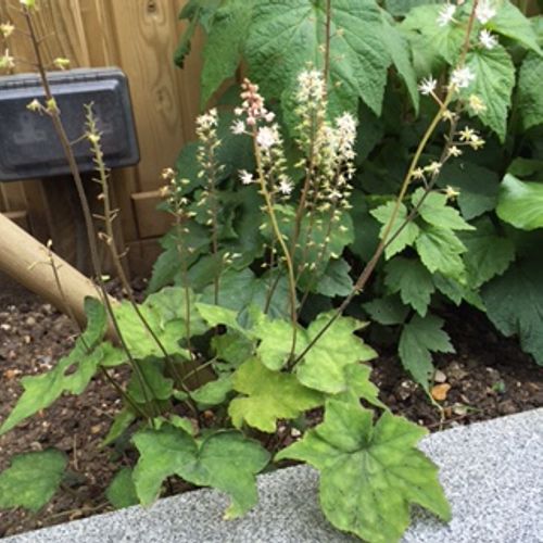 tiarella wherryi native range