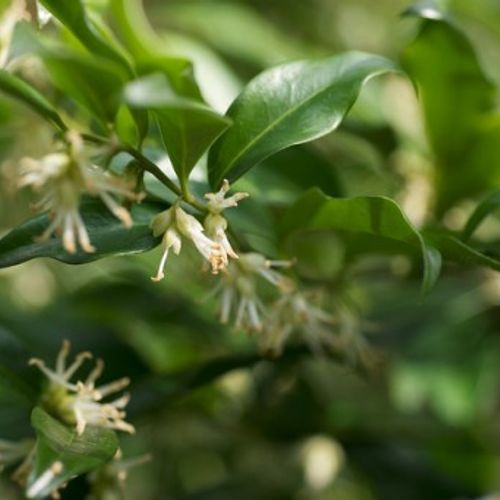 sarcococca ruscifolia pruning