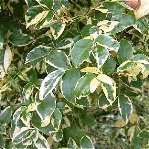 ligustrum leaf spot