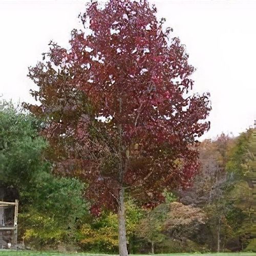 liquidambar styraciflua stared