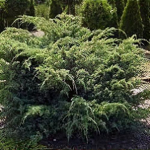 juniperus squamata floreant