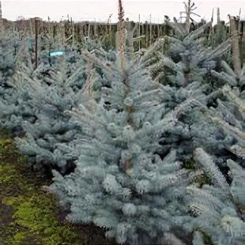 edith christmas tree