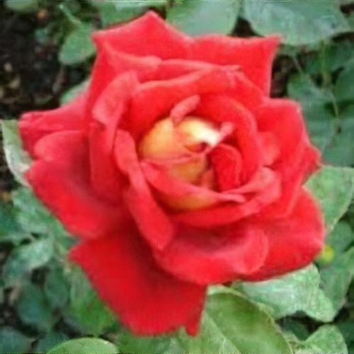 rose cleopatra