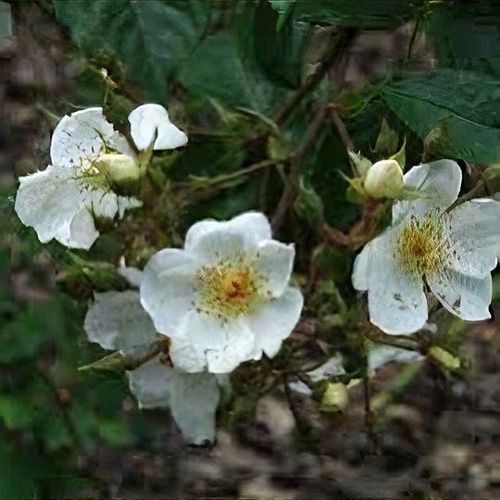 rubus rose
