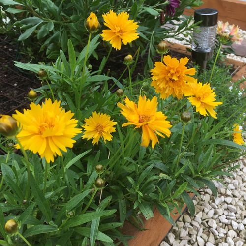 Coreopsis golden joy store