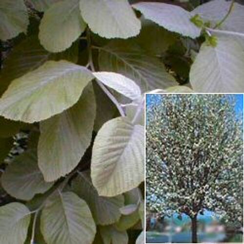 dwarf whitebeam