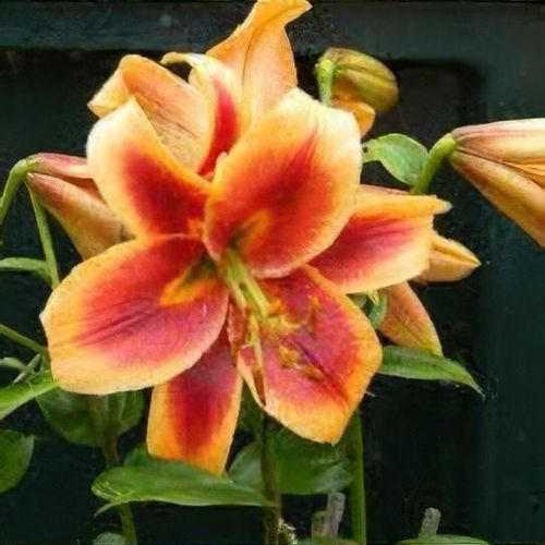 tree lily debby