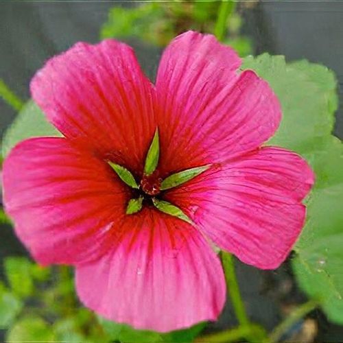 malope trifida