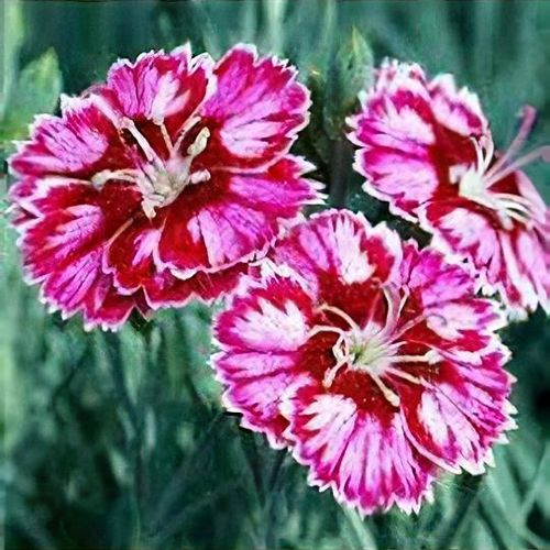 dianthus supernova