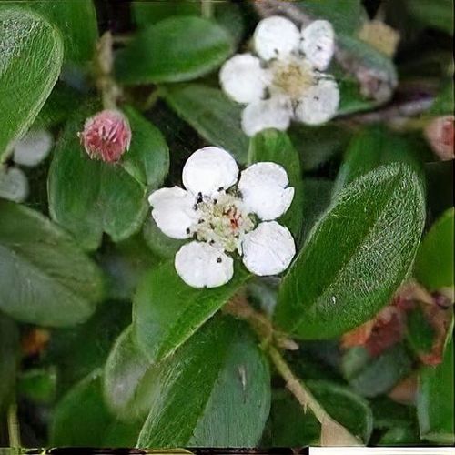 cotoneaster dammeri pruning