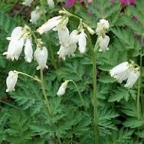 dicentra alba