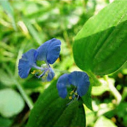commelina robusta