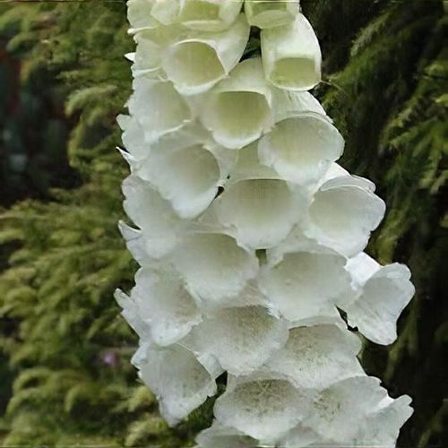 digitalis snow thimble