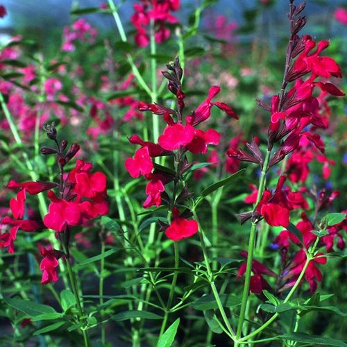 Previous Next 1 of 3