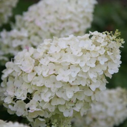 growing silver dollar hydrangea