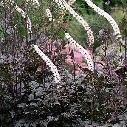 actaea simplex chocoholic