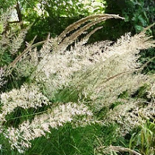 calamagrostis canescens