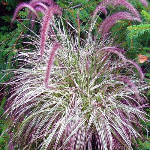 Pennisetum skyrocket store