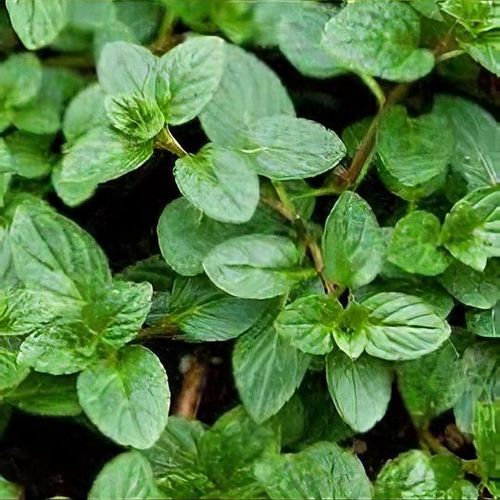 mint black peppermint