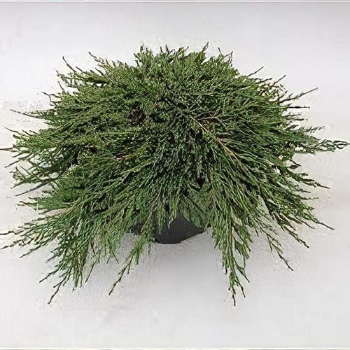 juniperus horizontalis pancake
