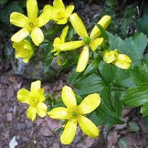 ranunculus cortusifolius