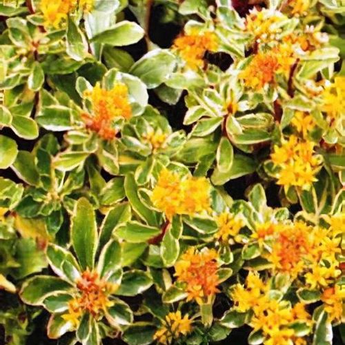 sedum kamtschaticum variegated