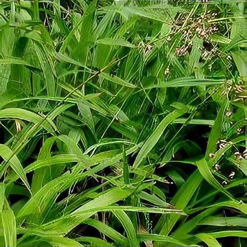 luzula sylvatica starmaker