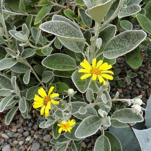 senecio grey