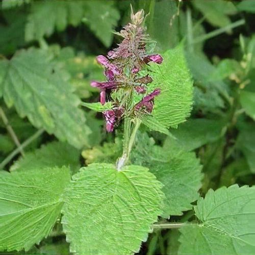 stachys sylvatica weed