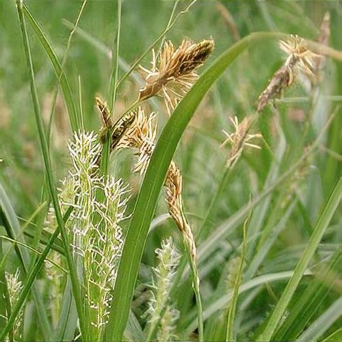 carex hirta