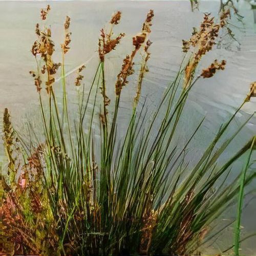 juncus uk