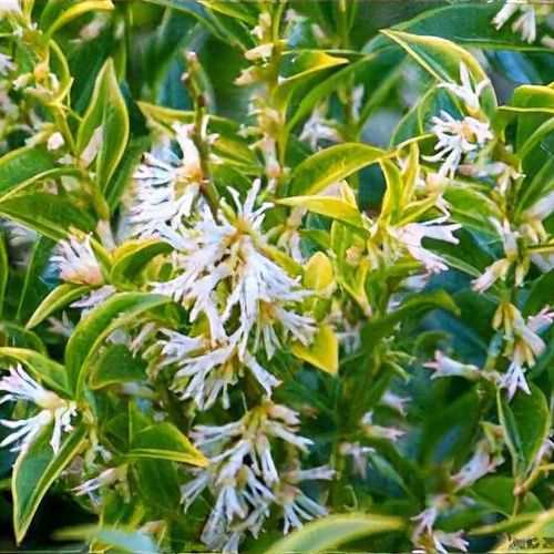 sarcococca confusa pruning uk