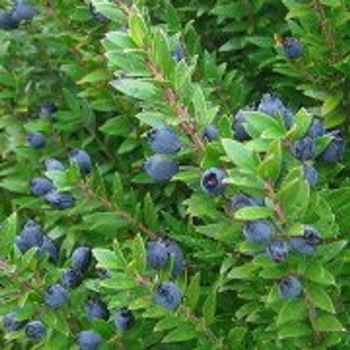 myrtus communis compacta