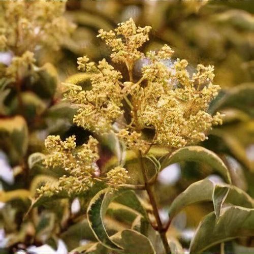 variegated privet pruning