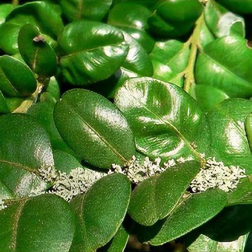 buxus sempervirens leaf shape