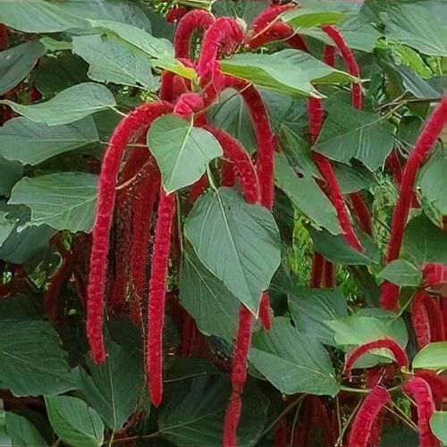 acalypha hispida