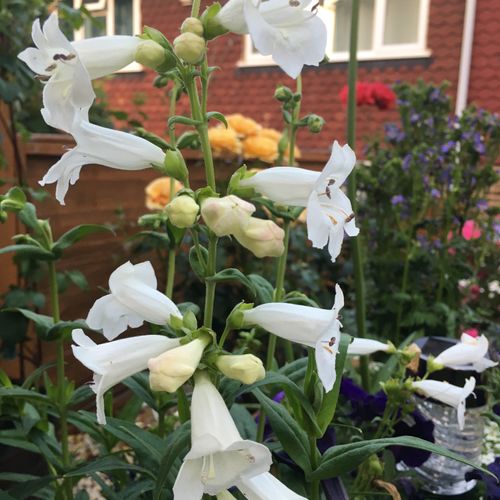 white penstemons