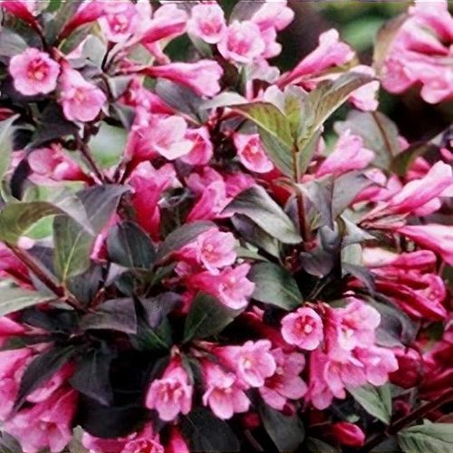 weigela java red care