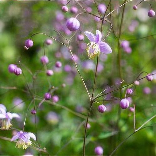 thalictrum diffusiflorum