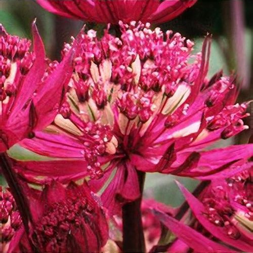 red astrantia